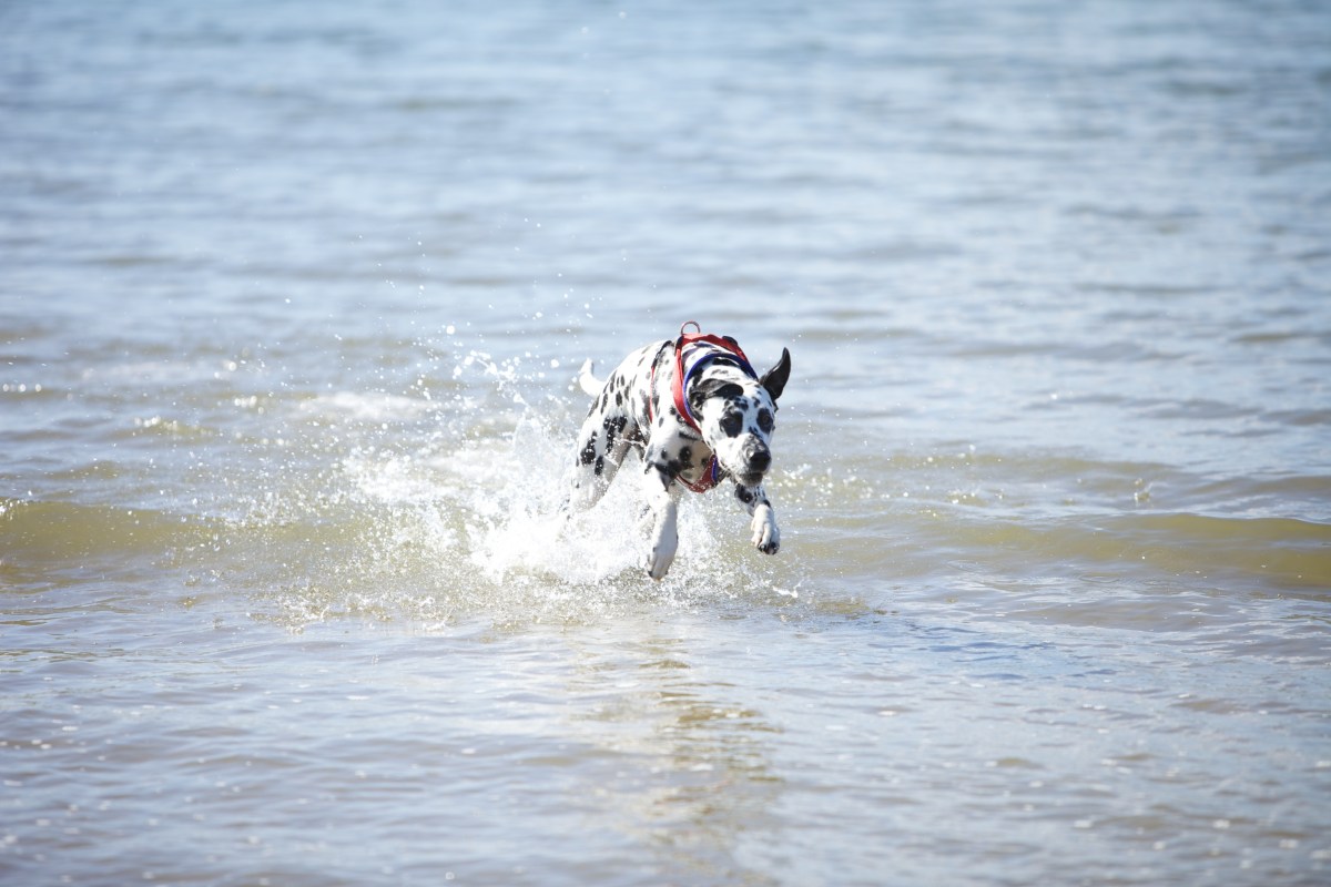 Invisible Thread – 3000 Dead Dogs